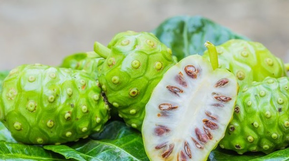 5 Khasiat Minum Jus Mengkudu Ternyata Sungguh Menakjubkan - GenPI.co 5 Khasiat Minum Jus Mengkudu Ternyata Sungguh Menakjubkan - GenPI.co